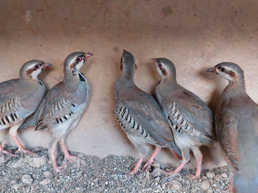 Куропатки (кеклики)молодые