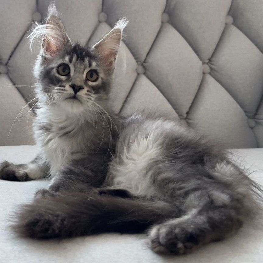 Мейн-кун котёнок