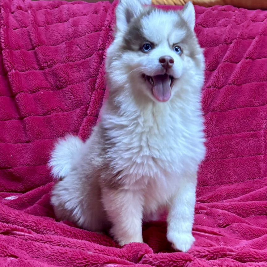 Помски, щенок