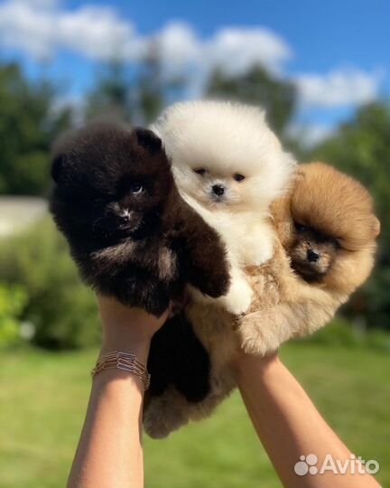 Померанский шпиц