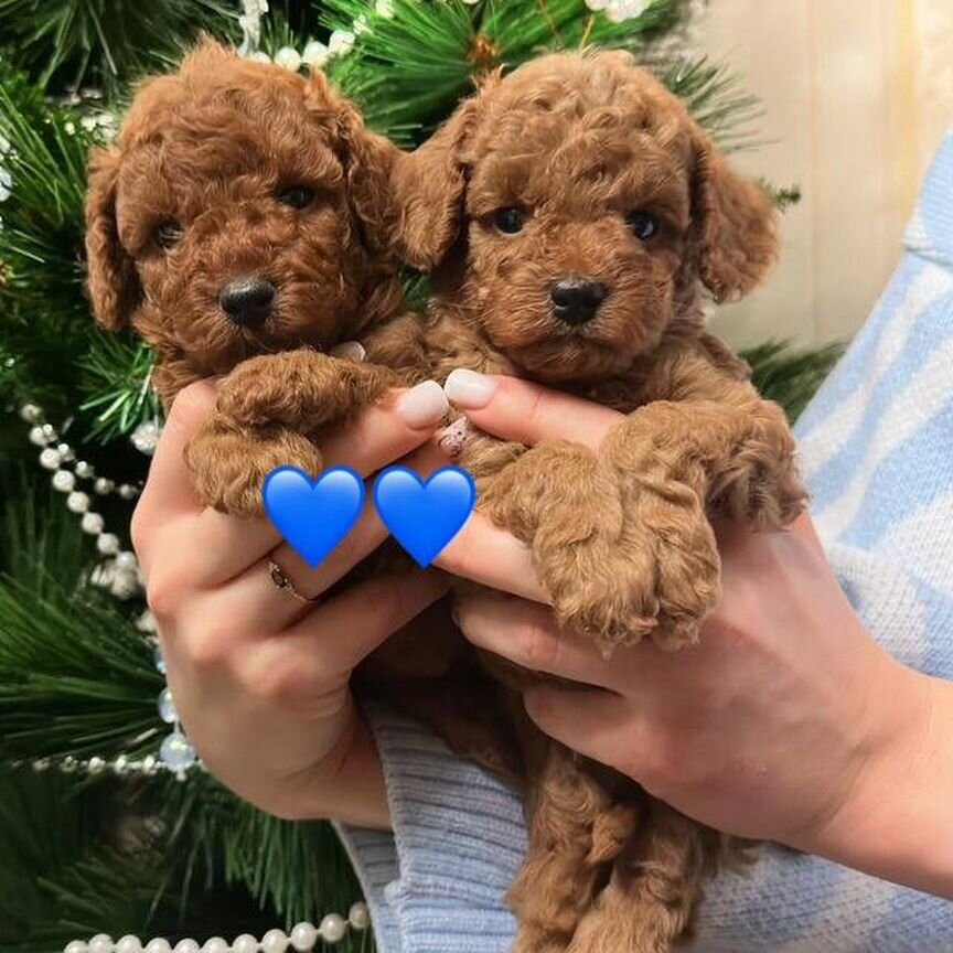 Той-пудель, щенок