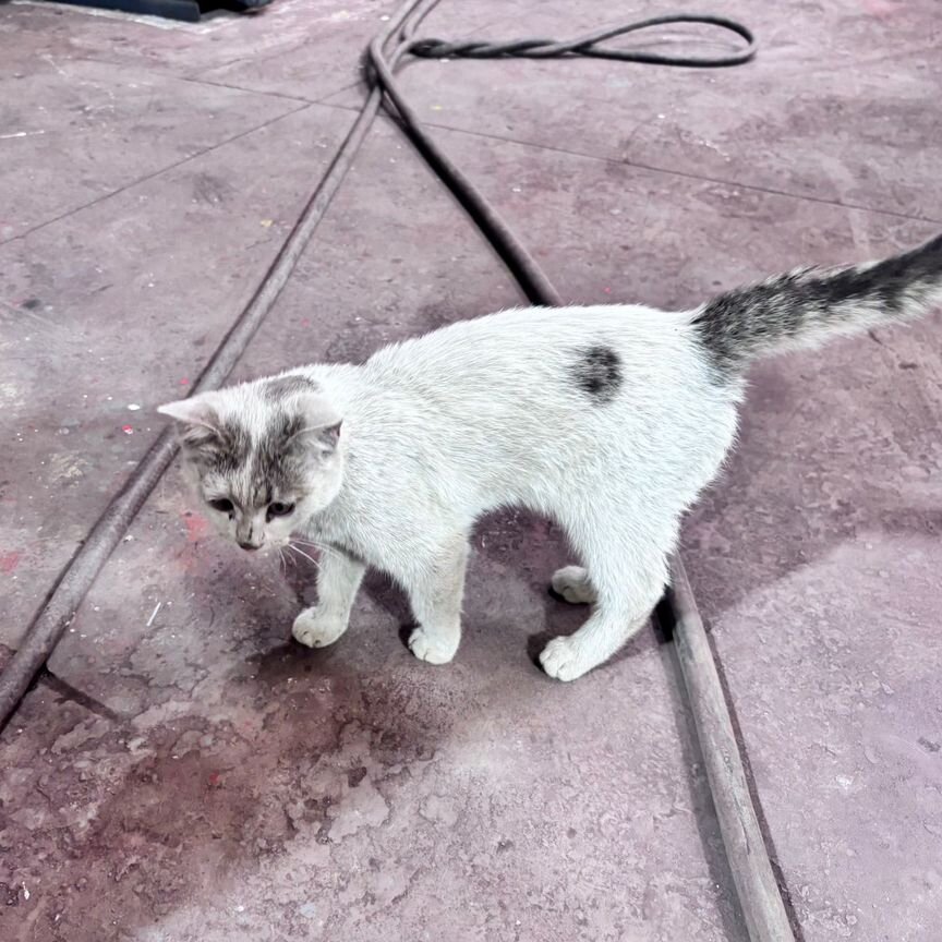 Котёнок в добрые руки
