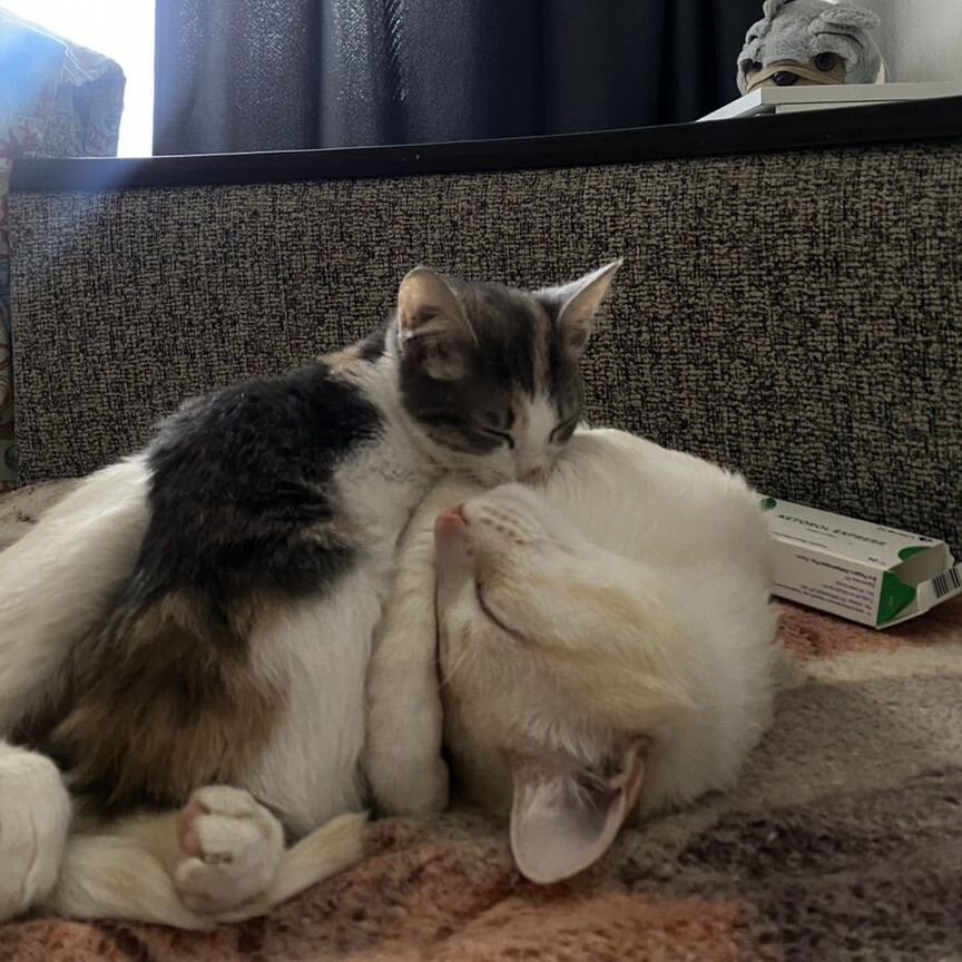 Котенок девочка в добрые руки