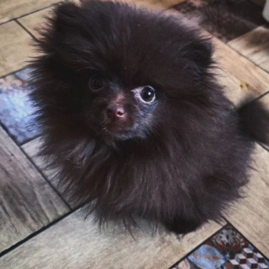 Померанский шпиц, щенок