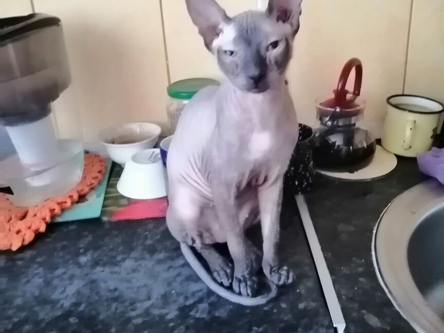 Кошка сфинкс