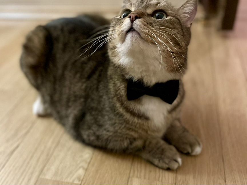 Бабочка для кота