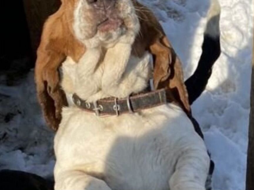 Бассет хаунд