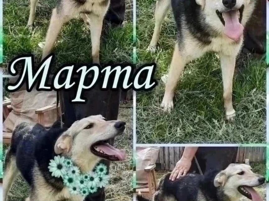 Собака в добрые руки