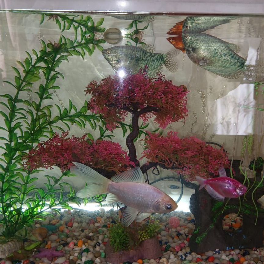 Аквариумные рыбки