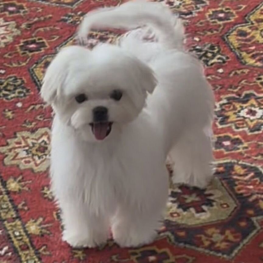 Мальтийская болонка, щенок