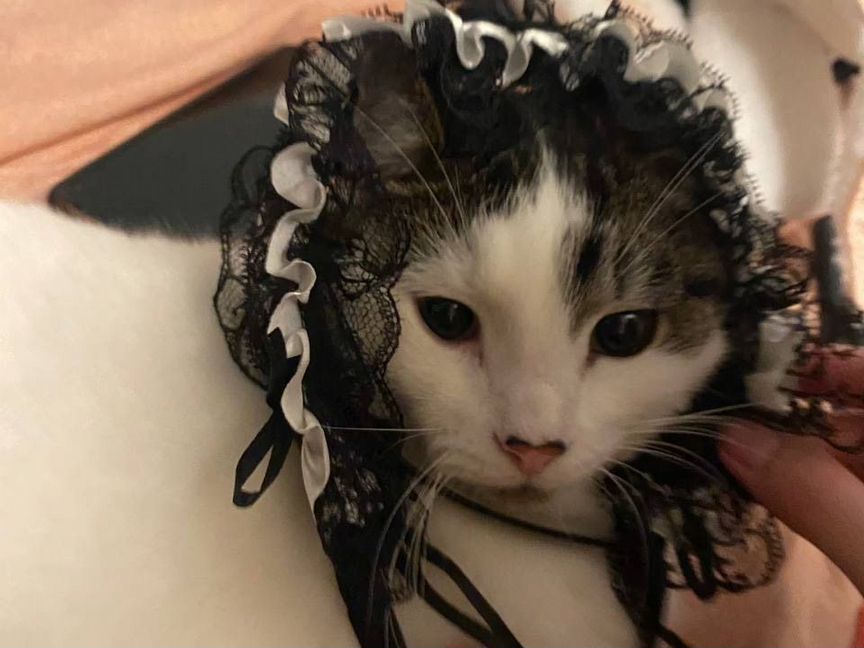 Кошка