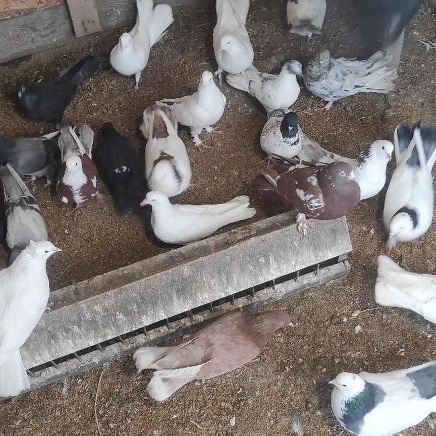 Бойный голуби (мраморные, широкохвостые, пëрые)