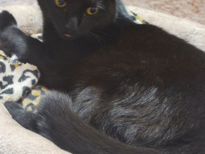 Кот в добрые руки