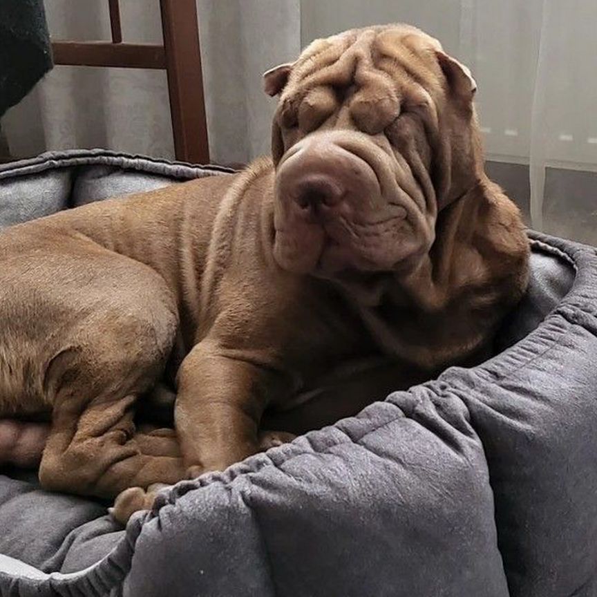 Лежанка для собак