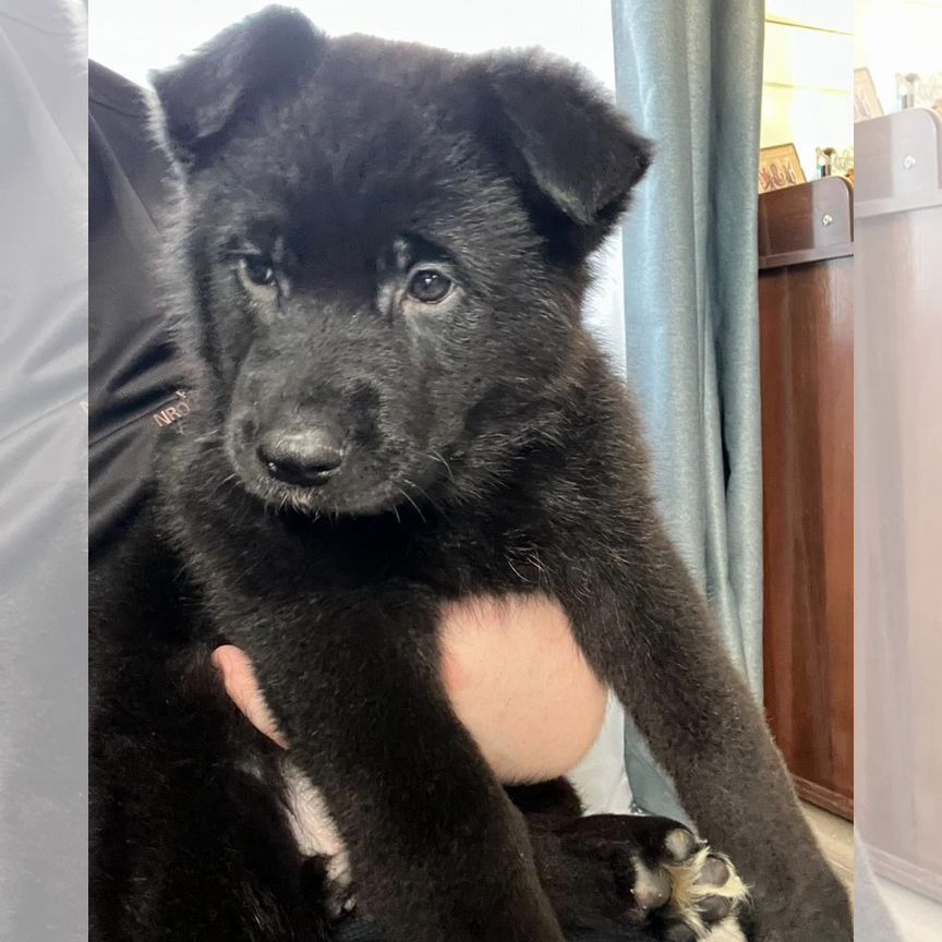 Немецкая овчарка, щенок