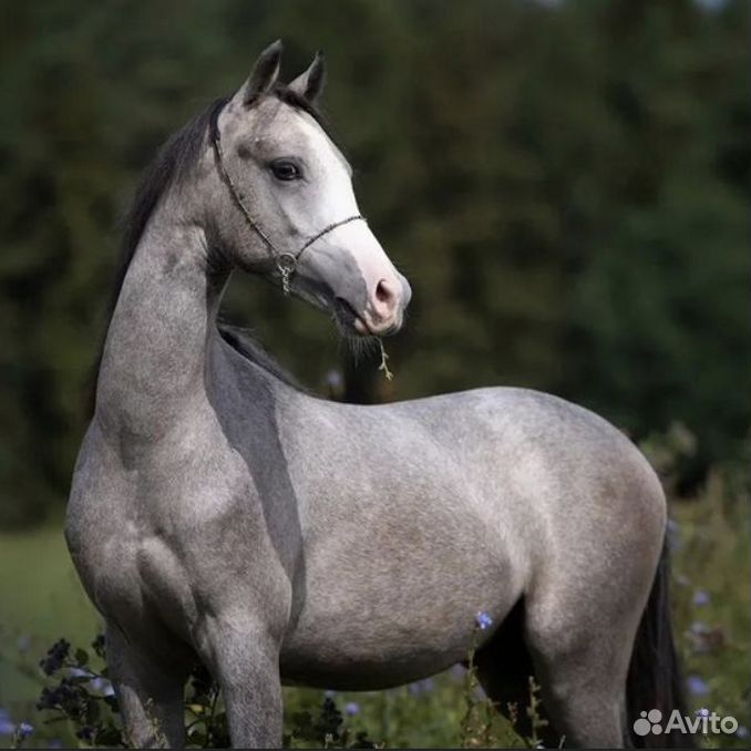 Уэльский Пони (Секция Б)