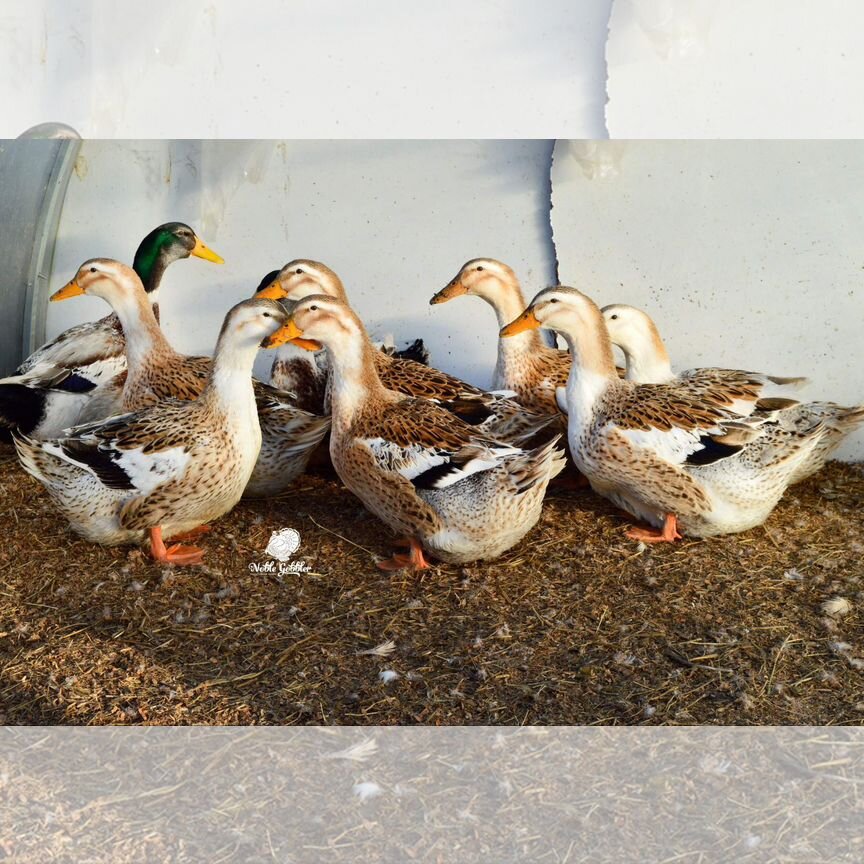 Инкубационное яйцо уток породы Сильвер Эпл Ярд