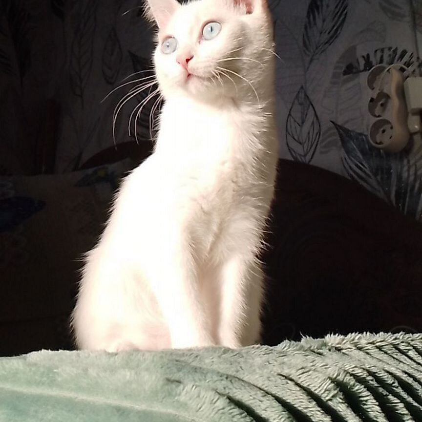 Кошка белая с голубыми глазами