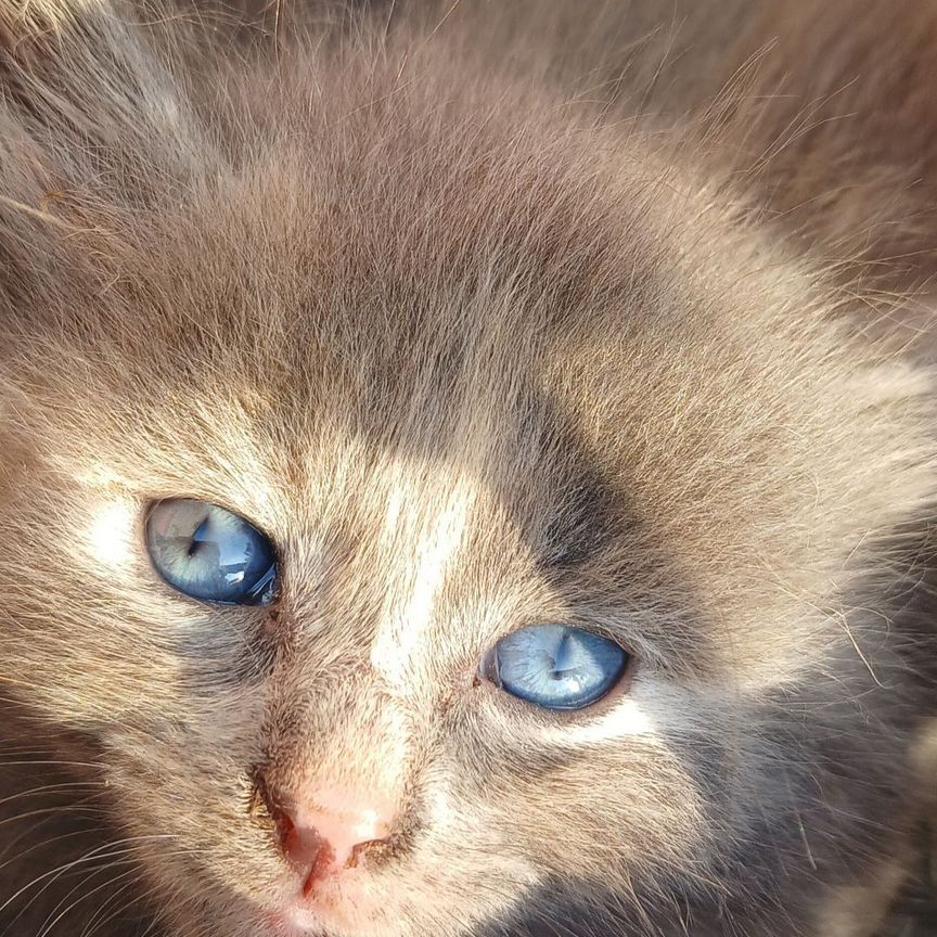 Ласковый котёнок ждёт хозяина