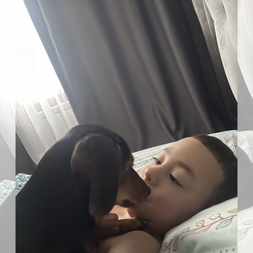 Такса, щенок