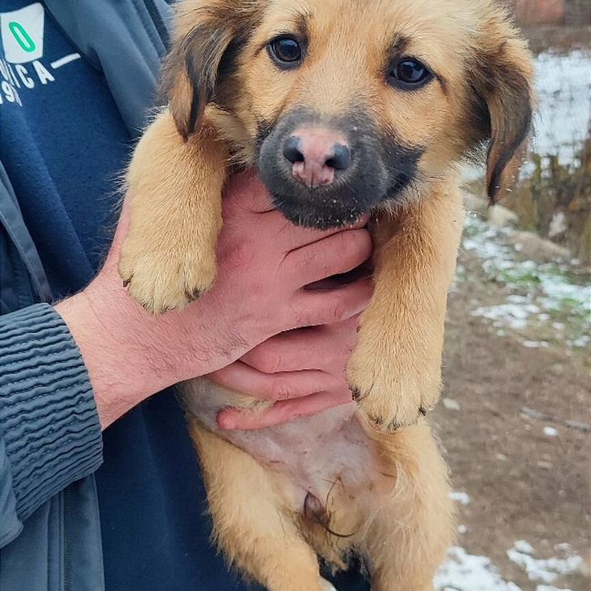 Собака в добрые руки