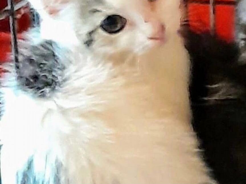 Котенок 2 месяца ищет дом