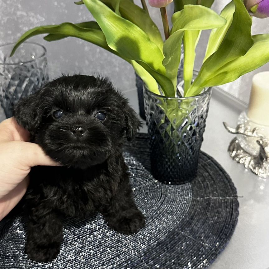 Мальтипу черные мальчики и девочки