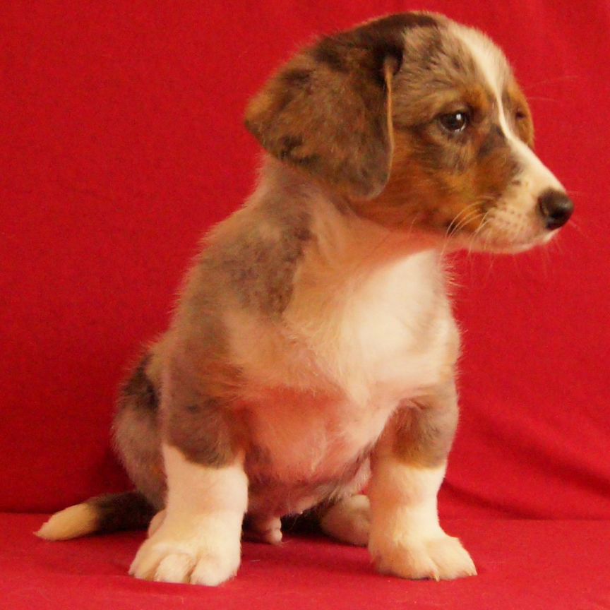 Вельш Корги Кардиган, щенок