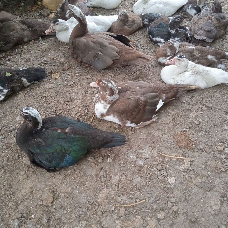 Мускусные утки индоутки индоутята