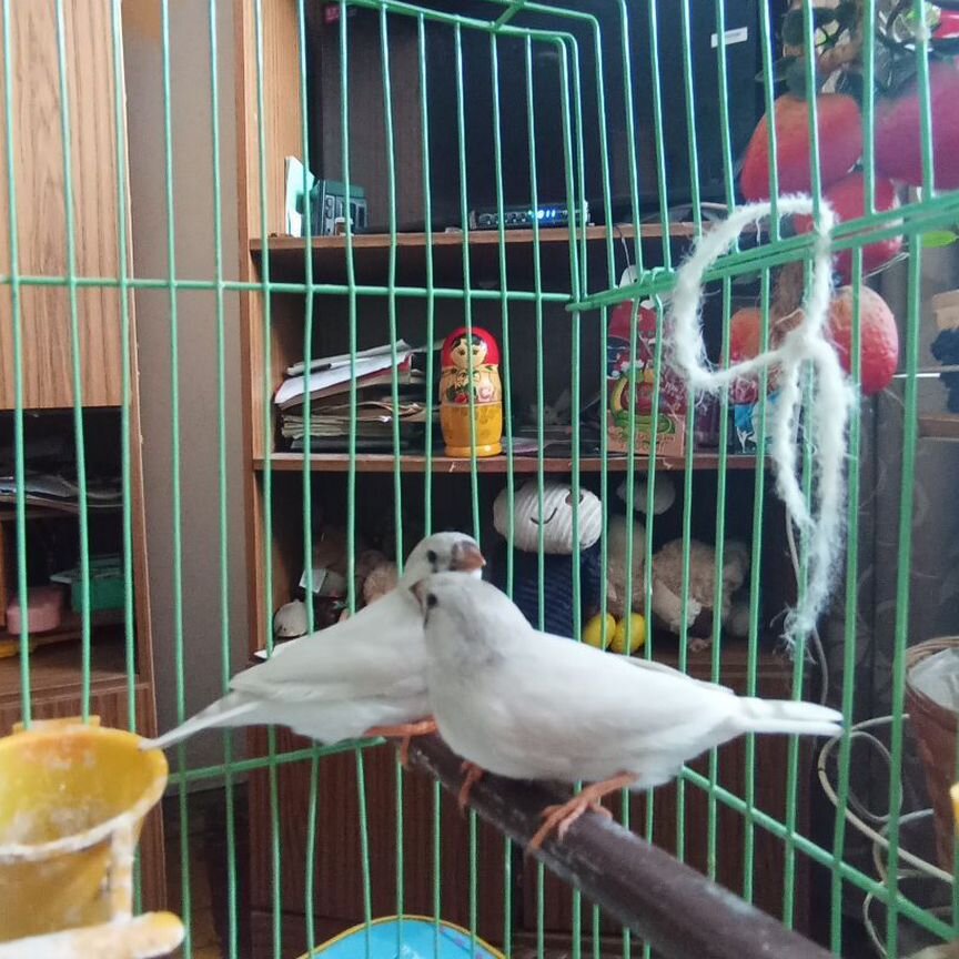 Зебровые амадины птенцы 2 мес