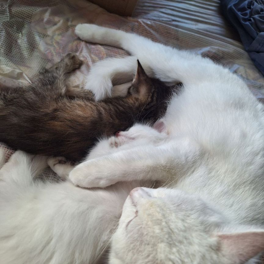 Отдам котят, пестрый и белый