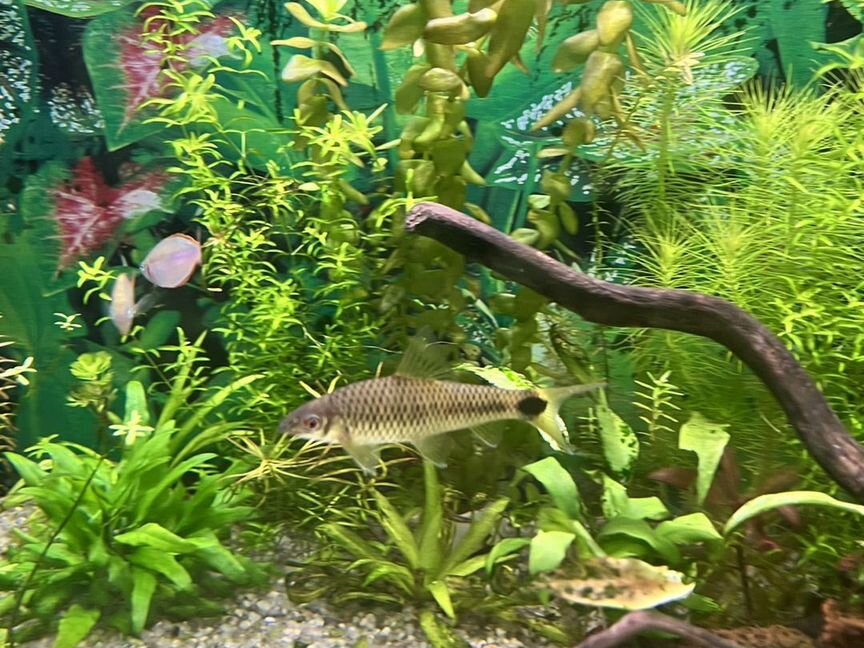 Сетчатый бородоед