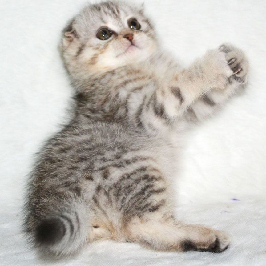 Шотландский вислоухий короткошёрстный котёнок