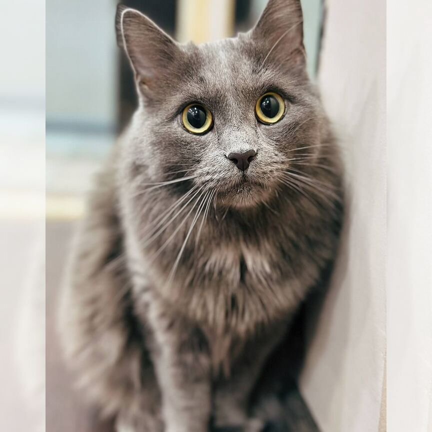 Ласковый тихий котик Аполло ищет дом