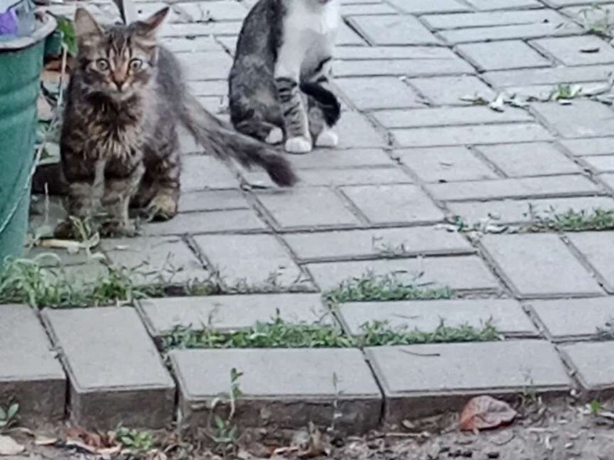 Котята в добрые руки