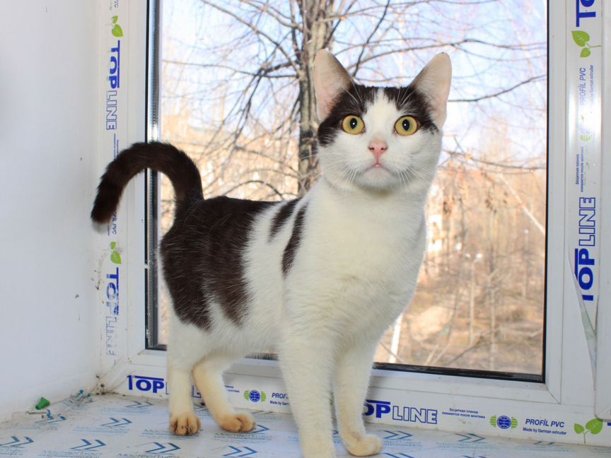Кот Петя