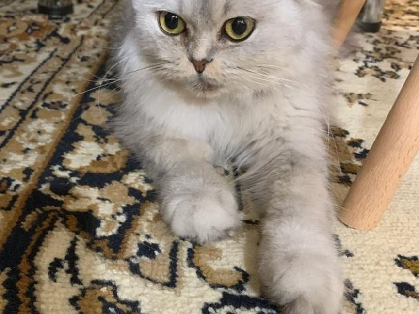 Шотландская вислоухая шиншилла