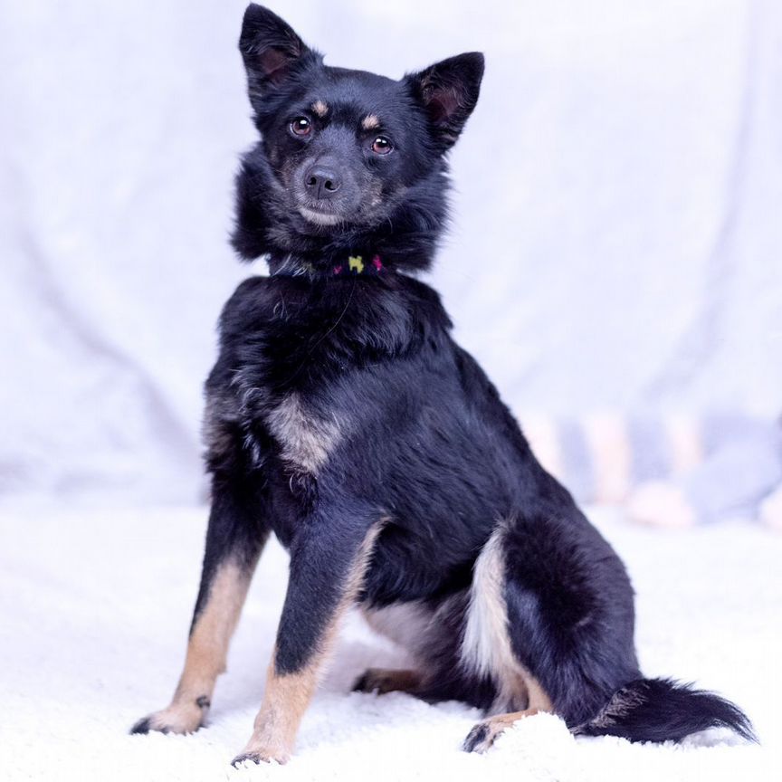 Взрослая собака в добрые руки