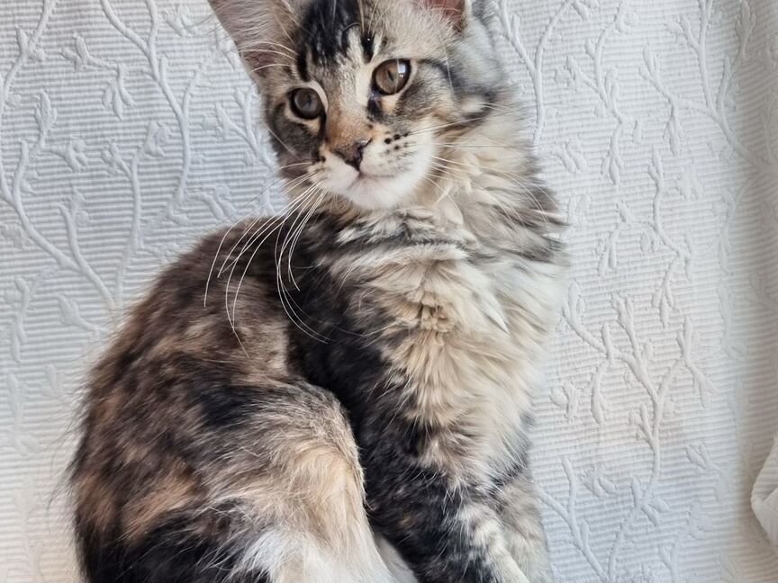 Котята мейн-кун