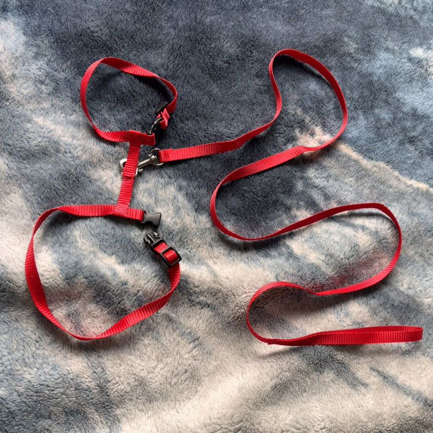 Шлейка для кота