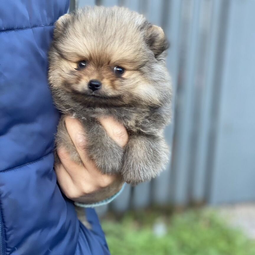 Померанский шпиц