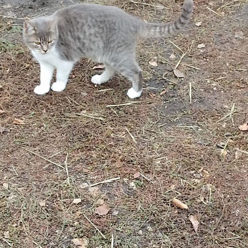 Коты в добрые руки