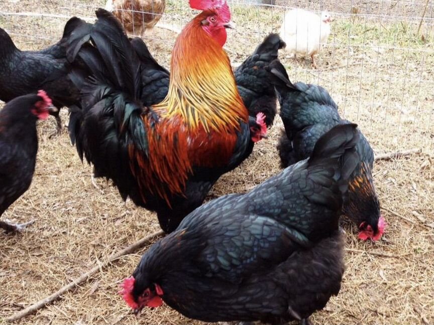 Племенные петушки Марана