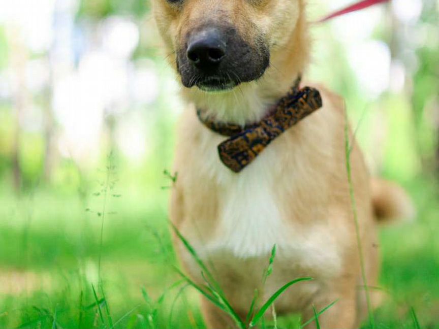 Маленький забавный пёсик грустит в приюте