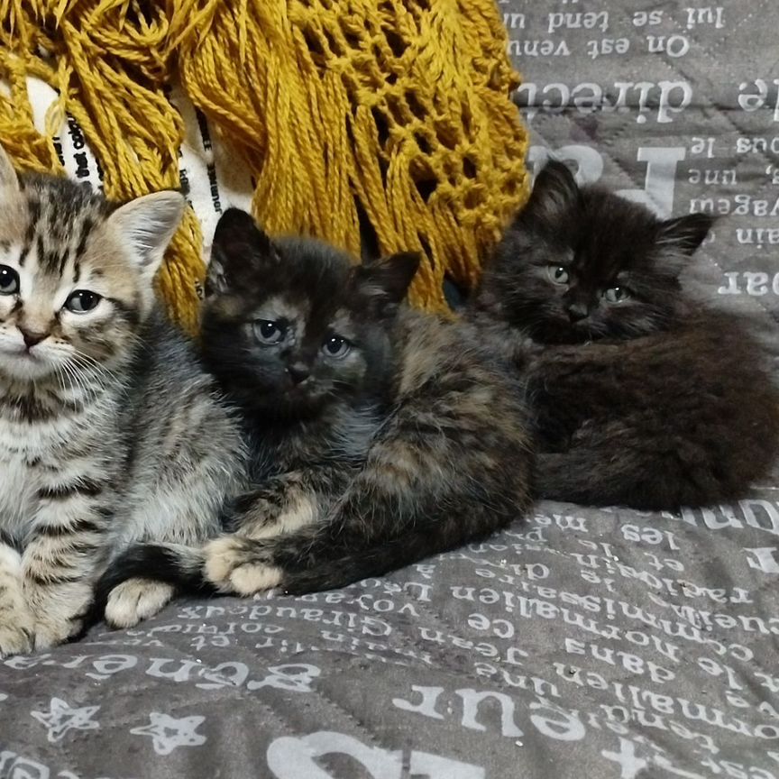 Шотландские малыши