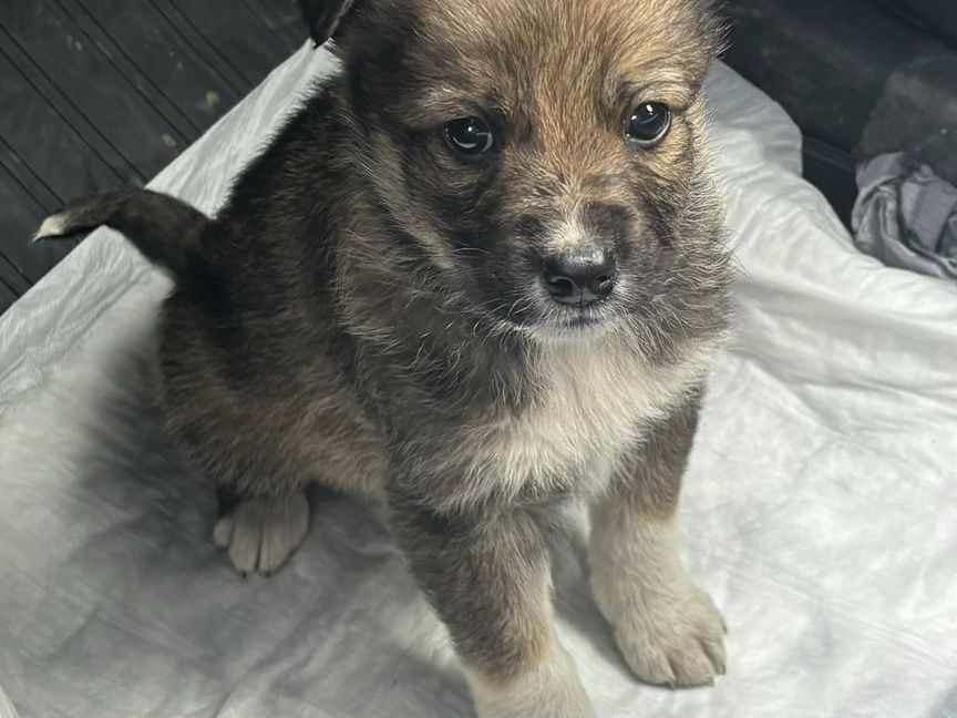 Пушистые малышочки