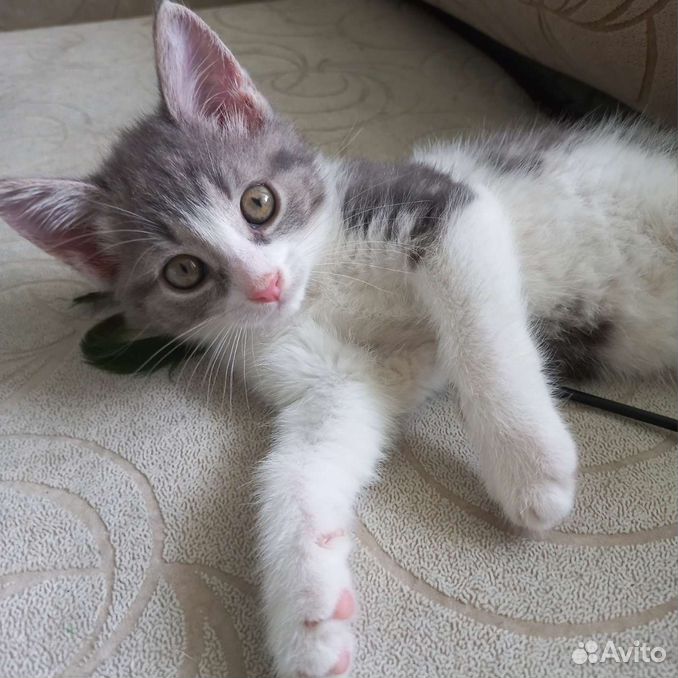 Котенок девочка Милашка