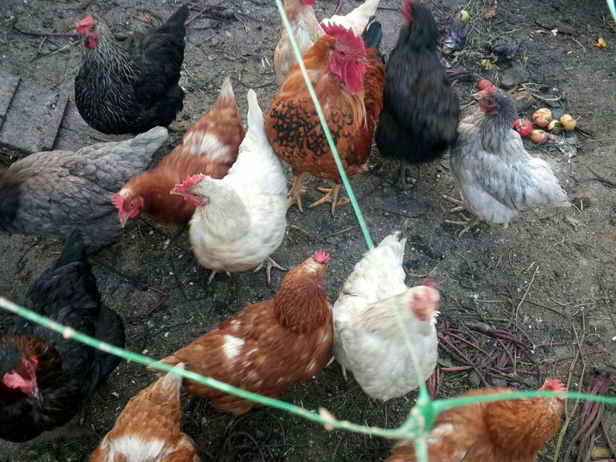 Куры, несушки