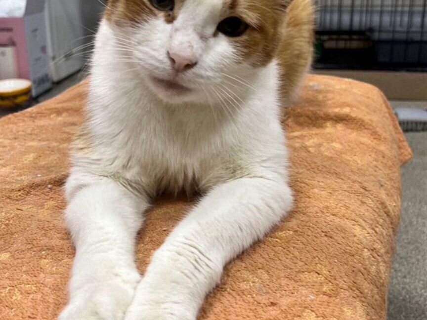 Котик очень нуждается в доме