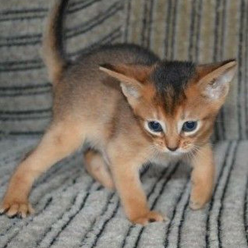 Абиссинская красотка